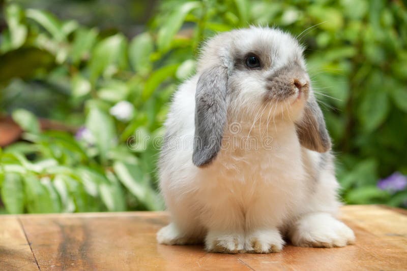 Rabbit bunny stock image. Image of rabbit, still, ears - 66115971