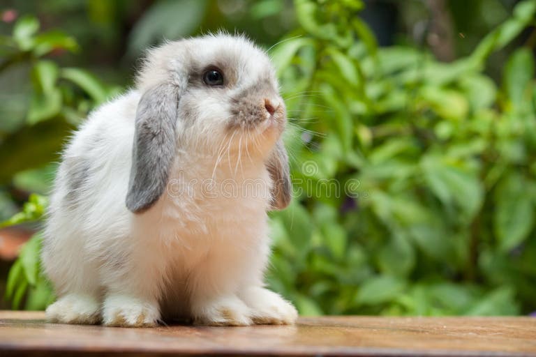 907 Holland Lop Rabbit Stock Photos - Free & Royalty-Free Stock Photos ...