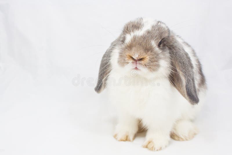 Screaming rabbit stock image. Image of animal, tame, hear - 4767579