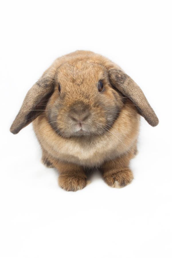 Rabbit tongue out stock image. Image of cutout, isolated - 13241745