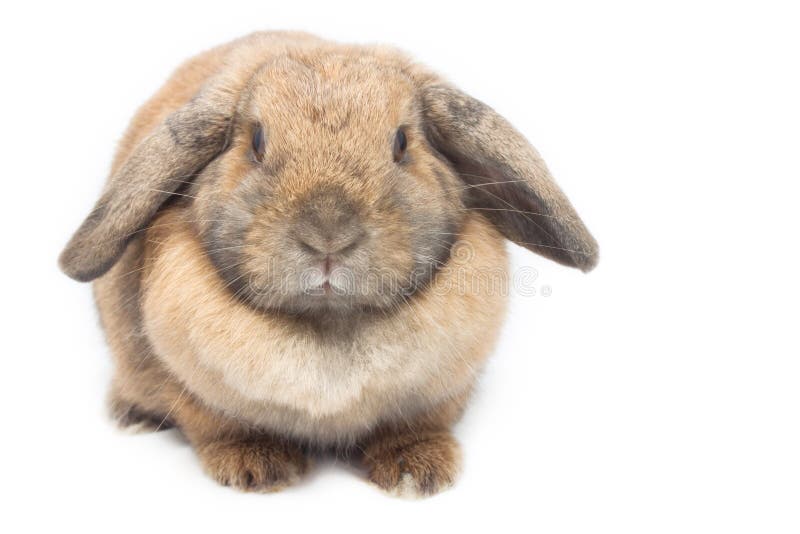 White rabbit stock image. Image of animal, cute, looking - 38796273