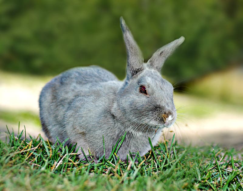 Rabbit stock photo. Image of rabbit, cotton, herbivore - 2128370