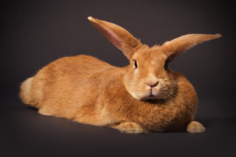 Rabbit stock photo. Image of pets, spring, rodents, bunnies - 2185002
