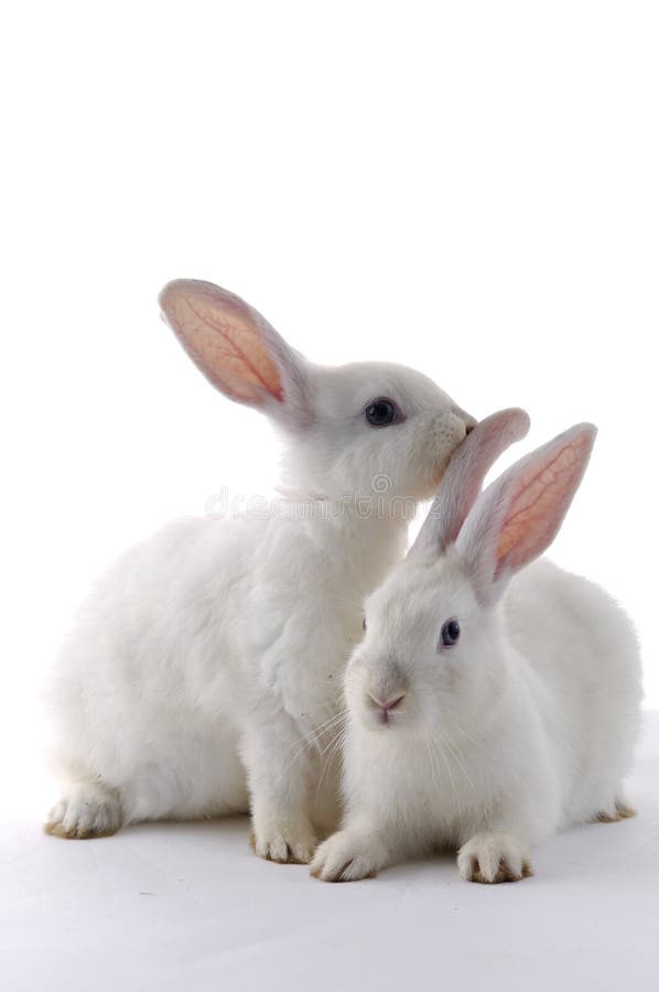 White Rabbit stock image. Image of cute, rabit, bunny - 22153541