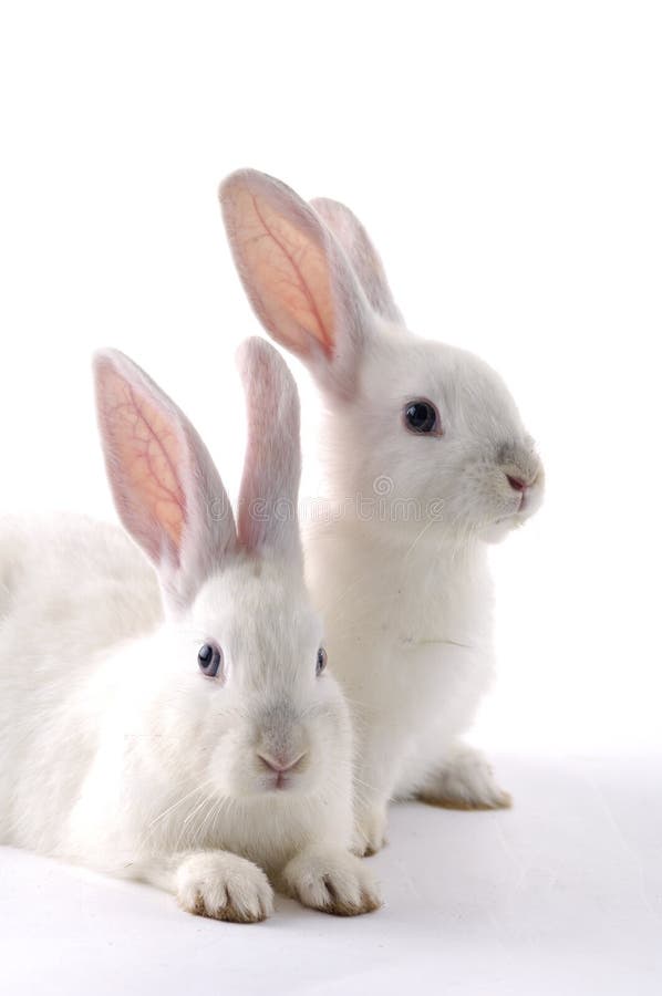 Twin rabbits stock image. Image of young, face, twin, rodent - 4376163