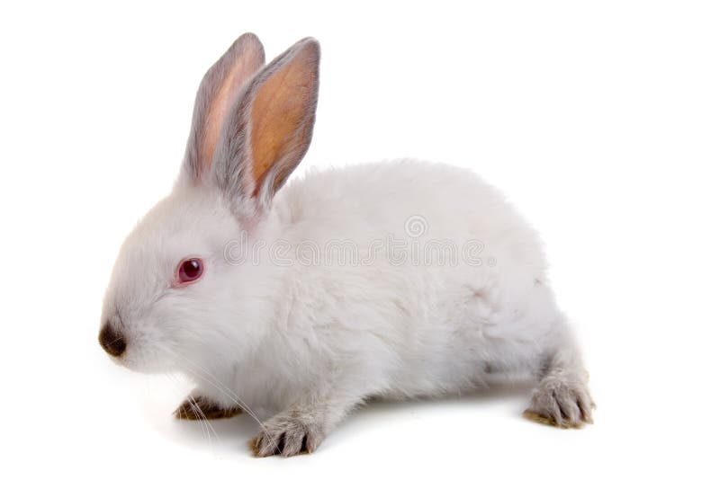 Fluffy white rabbit stock photo. Image of home, wool - 15777104