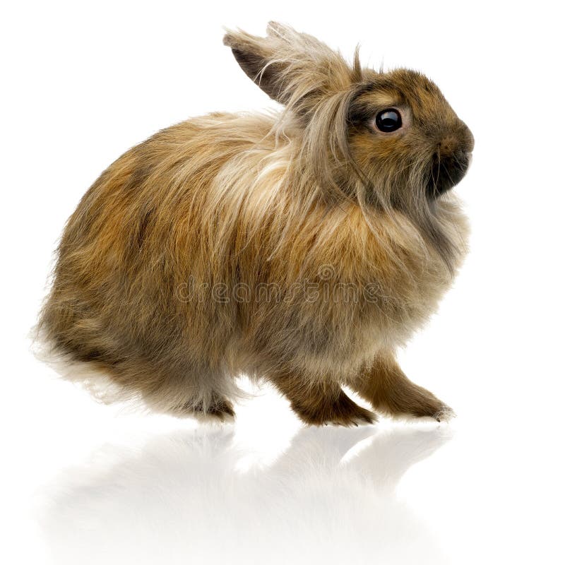 Cute domestic brown rat stock photo. Image of pest, parasitic - 17377118