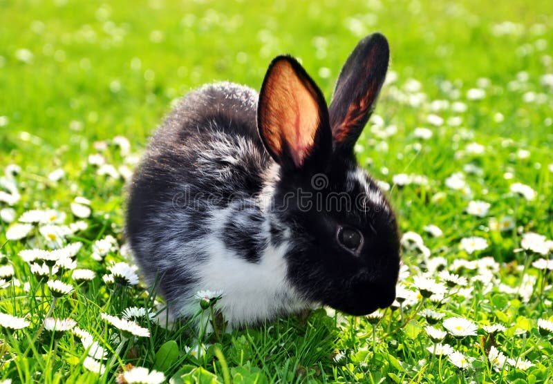 White Rabbit stock image. Image of ears, white, colored - 2052839