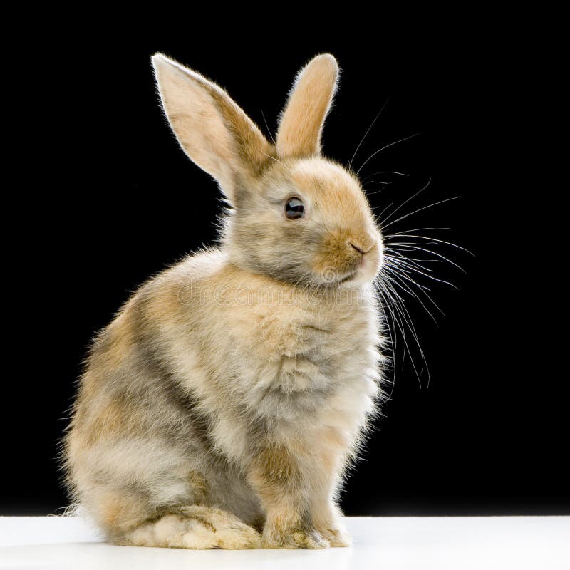 Rabbit stock image. Image of domestic, easter, animal - 2331697