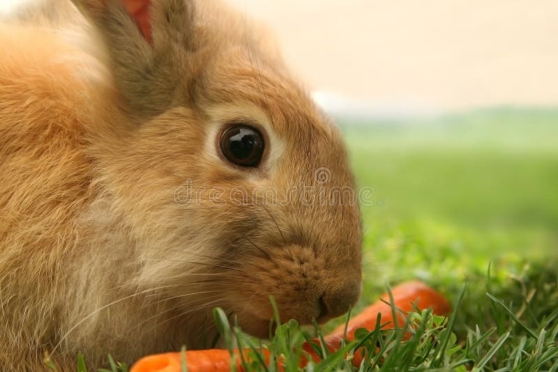 Rabbit stock image. Image of animals, rodents, easter - 2337511