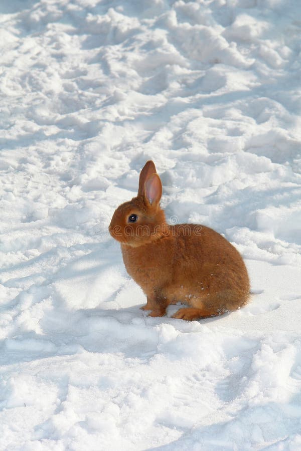White Rabbit in Snow Profile Stock Image - Image of winter, snow: 17516387