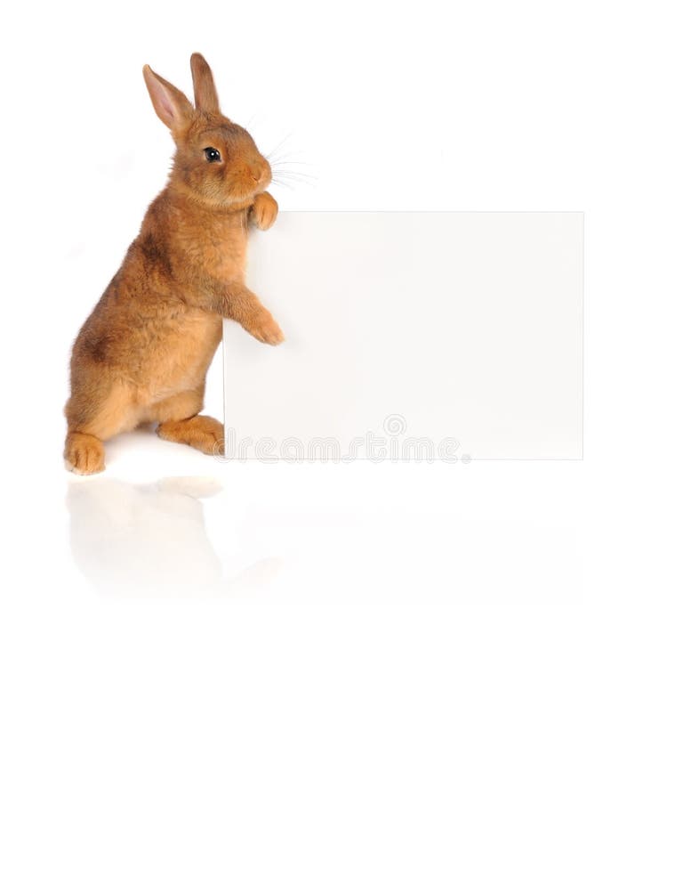 12,411 Rabbit Frame Stock Photos - Free & Royalty-Free Stock Photos ...