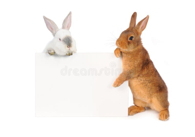 Set of baby bunny rabbits stock image. Image of furry - 18342331