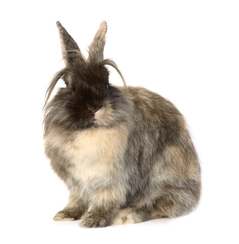 Cute Sitting Chocolate Lionhead Bunny Rabbit Stock Photo - Image of ...