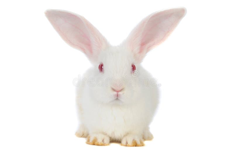 Rabbit with Questioning Face Stock Photo - Image of fleecy, lagomorphs ...