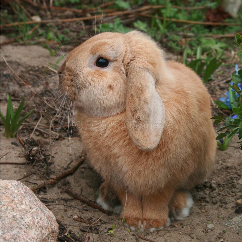 My little rabbit stock image. Image of friends, rabbit - 25276467