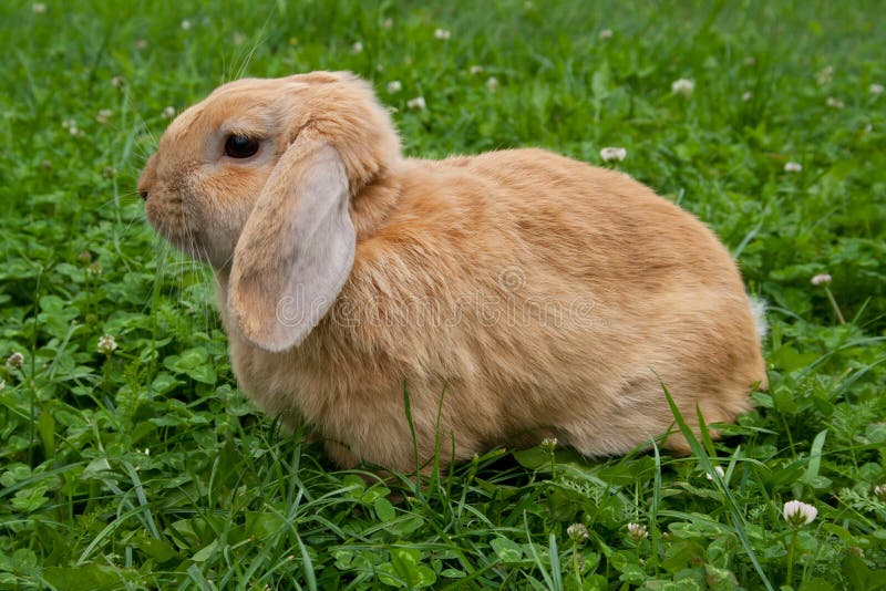 My little rabbit stock image. Image of friends, rabbit - 25276467