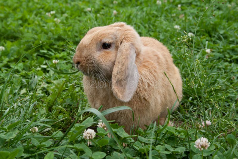 My little rabbit stock image. Image of friends, rabbit - 25276467