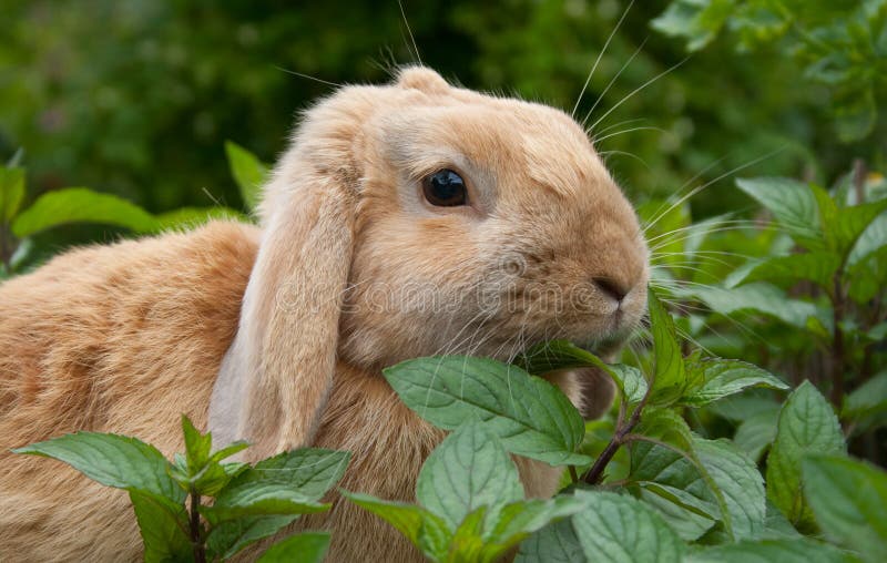 My little rabbit stock image. Image of friends, rabbit - 25276467