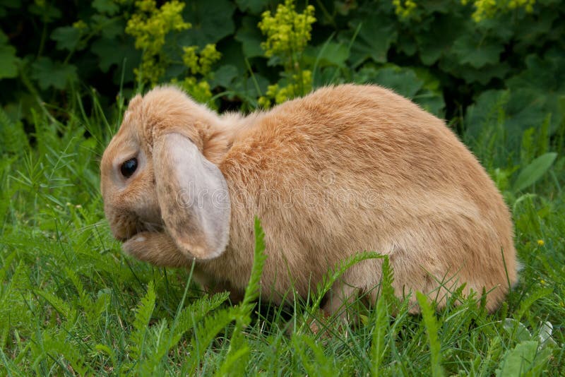 My little rabbit stock image. Image of friends, rabbit - 25276467