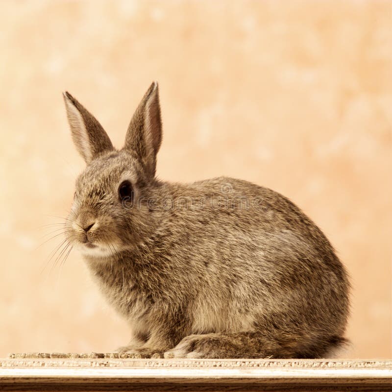 Cautious Bunny Rabbit in Grass Stock Photo - Image of charming, animals ...