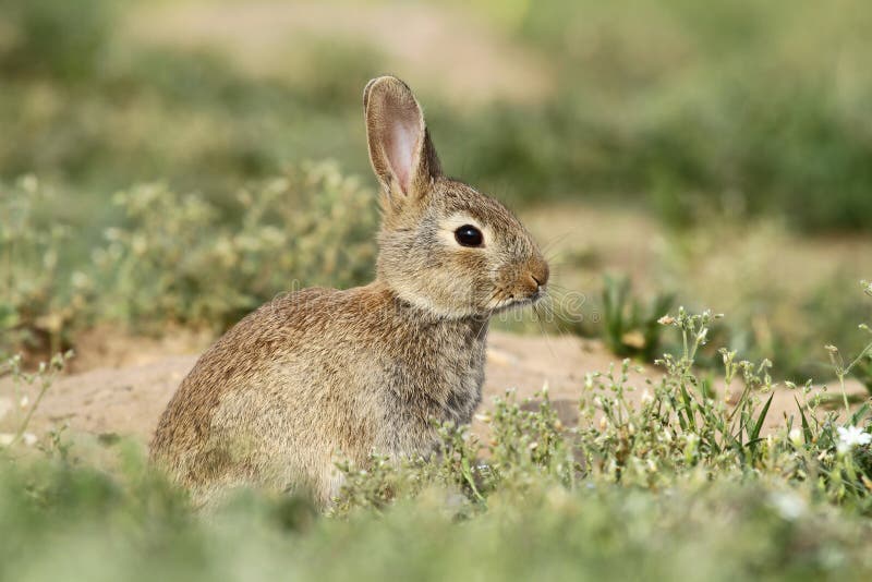 Nice wild rabbit stock photo. Image of rabbit, rodent - 97282992