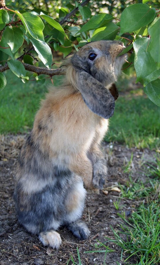 Rabbit stock photo. Image of hear, green, nature, mammal - 27338898