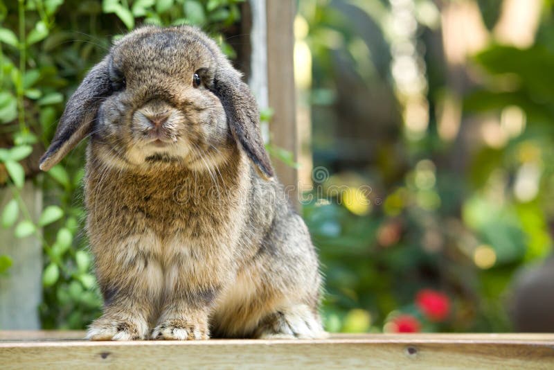 Reproduction of rabbit stock image. Image of stockbreeding - 24210069