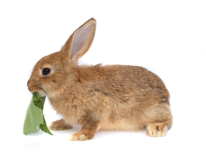 Cute Little Rabbit with a Piece of Green Stock Image - Image of ...