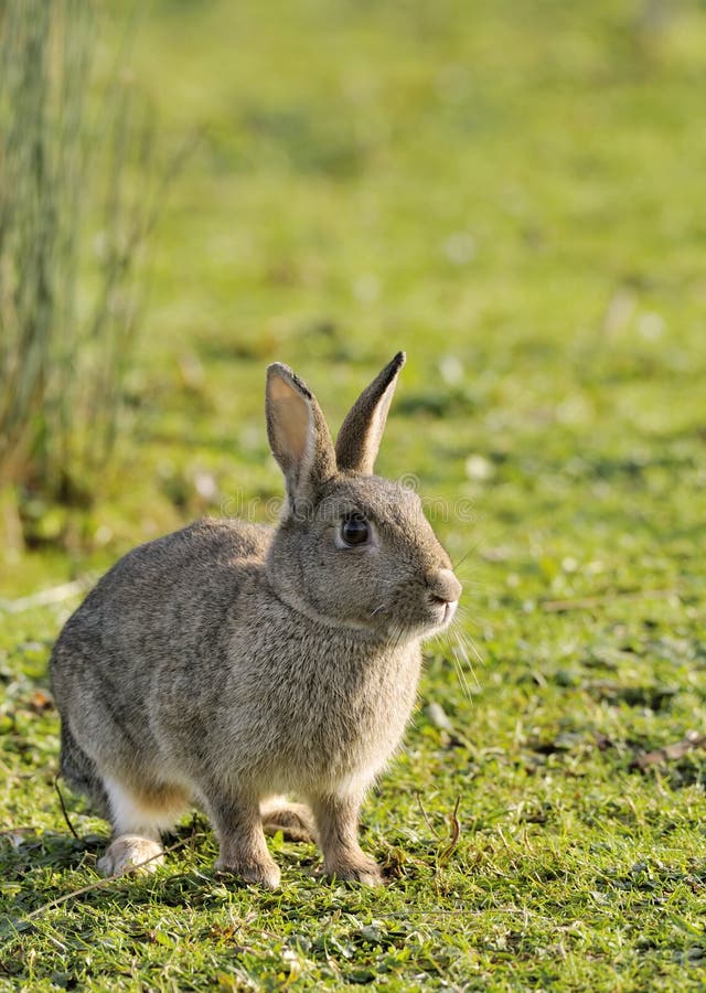 Wild rabbit stock image. Image of mammal, long, saver - 15641727