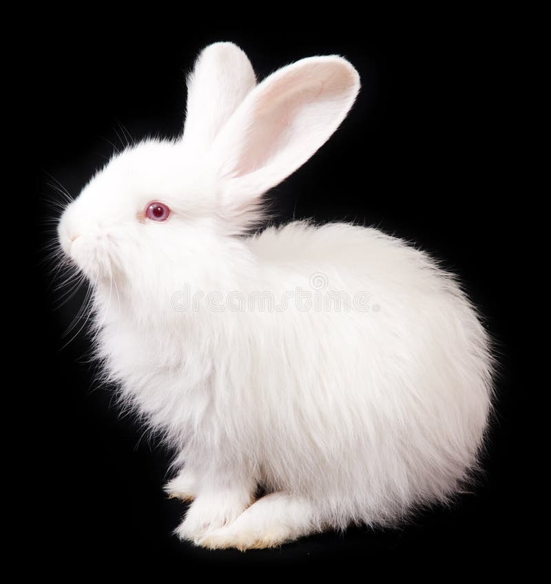 White Rabbit Isolated on White Stock Image - Image of pretty, sitting ...