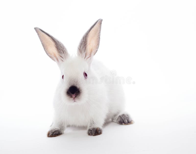 Rabbit with Questioning Face Stock Photo - Image of fleecy, lagomorphs ...