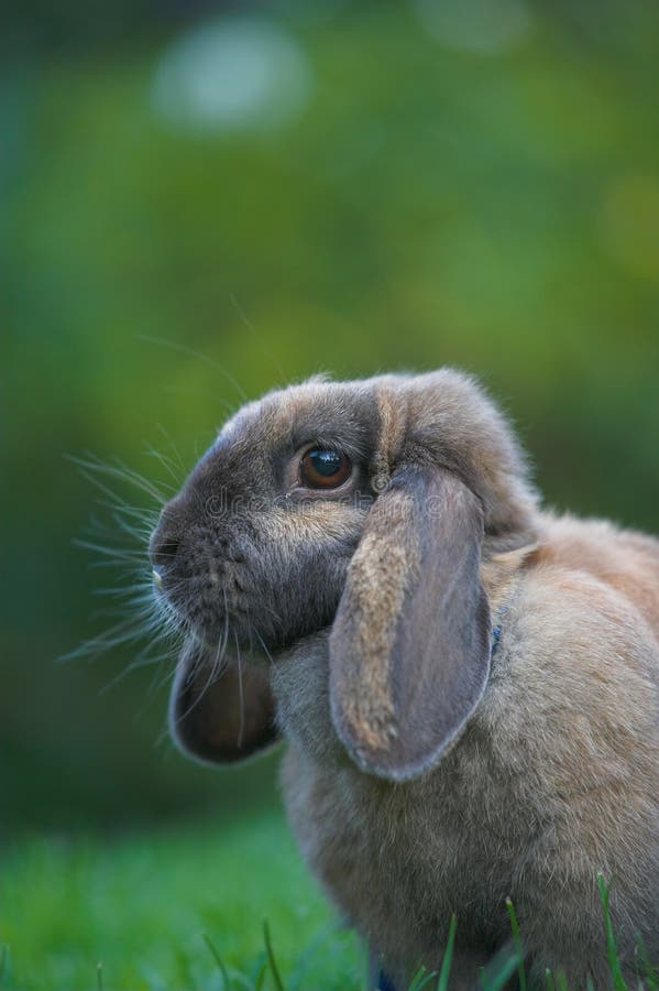 Wild rabbit close-up stock image. Image of mammal, back - 2639069