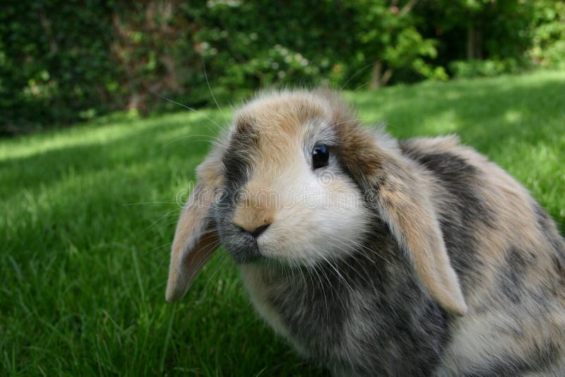 Innocent rabbit stock photo. Image of grass, bunny, intelligent - 2118706