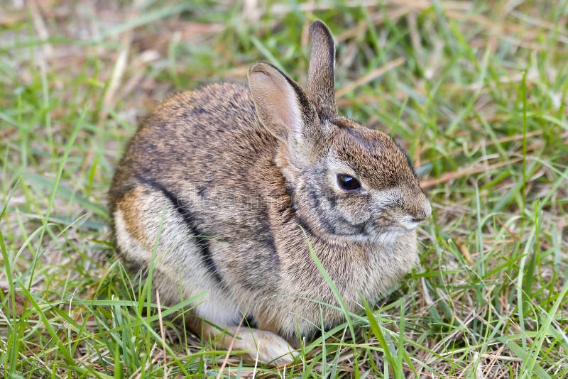 American cottontail rabbit stock image. Image of fluffy - 2551177