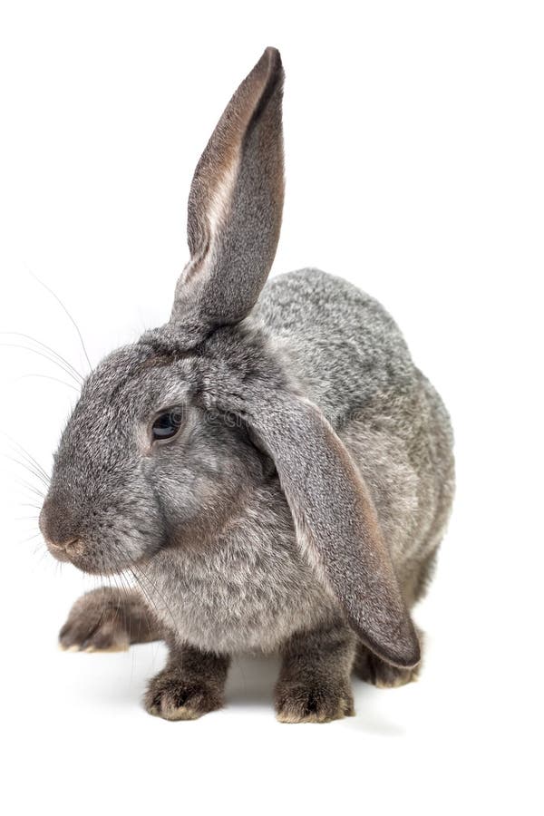 Front View of a Rabbit, Isolated on White Stock Photo - Image of ...