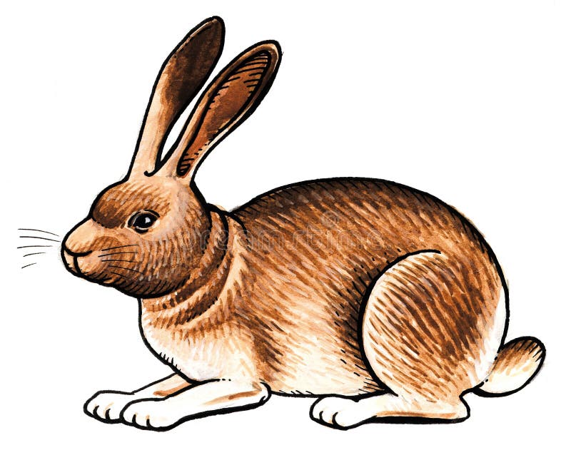 Rabbit Illustration stock vector. Illustration of rabbit - 12337490