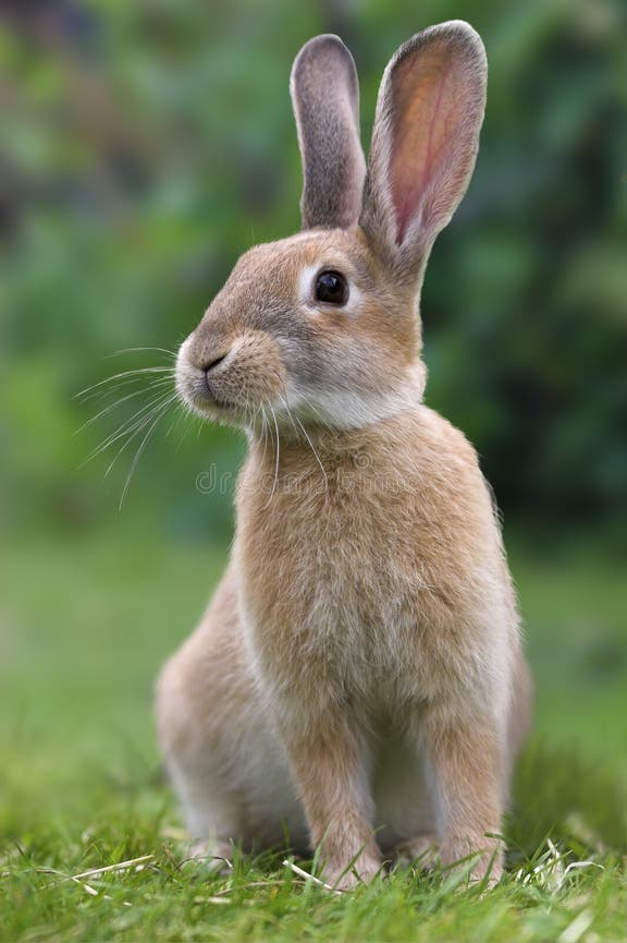 Rabbit stock image. Image of hearing, environment, gentle - 3788791