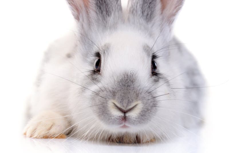 Rabbit stock photo. Image of lagomorphs, farm, live, cuddly - 3836596