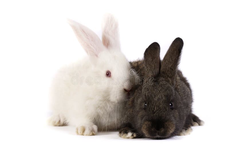 Jack Rabbit Farm Stock Photos - Free & Royalty-Free Stock Photos from ...