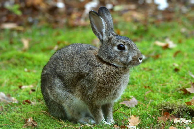 Rabbit stock image. Image of mammal, muzzle, bunny, park - 3841847