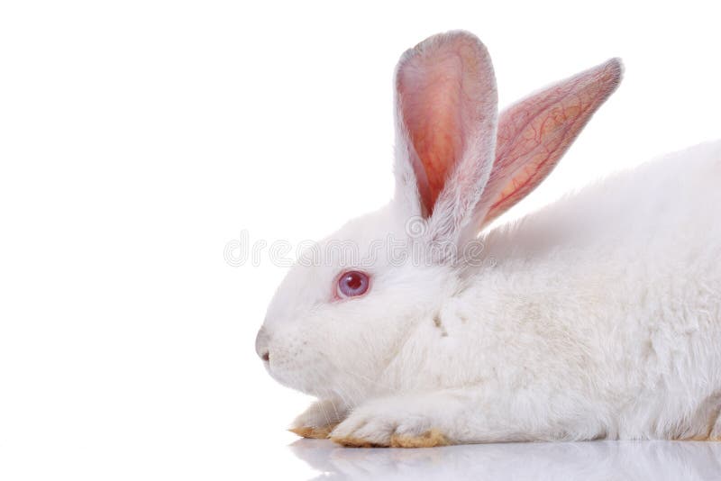 Red rabbit, back view stock photo. Image of farm, pets - 89174922