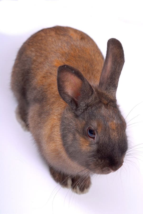 Rabbit Free Stock Photos & Pictures, Rabbit Royalty-Free and Public ...