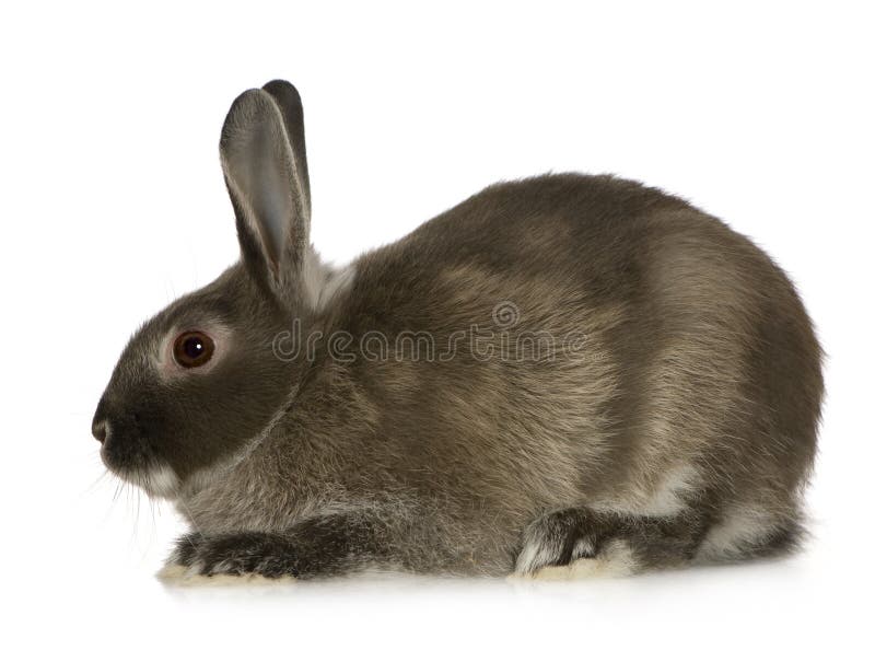 Rabbit stock photo. Image of soft, smooth, pretty, watching - 4989608