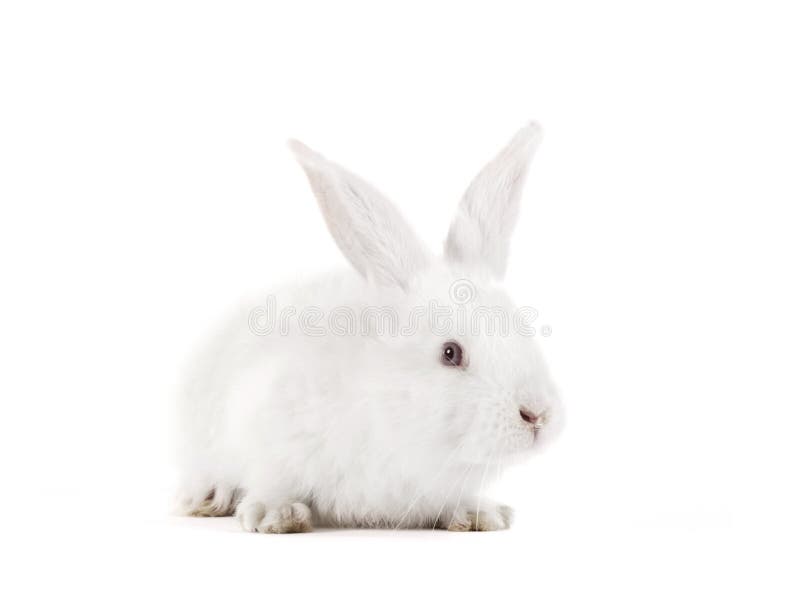 261,805 Rabbit Stock Photos - Free & Royalty-Free Stock Photos from ...