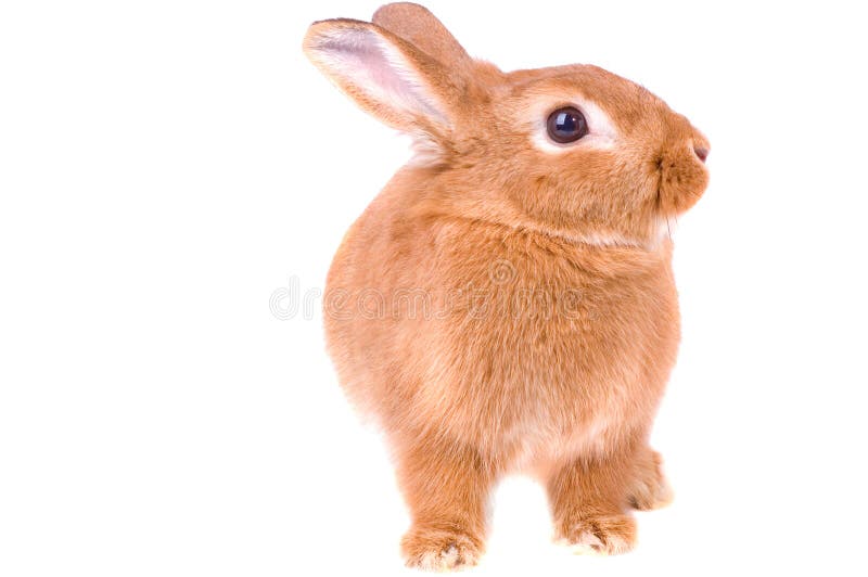 Rabbit stock photo. Image of cheerful, snout, bunny, studio - 4945484