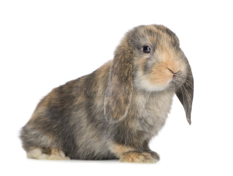 Curious little rabbit stock image. Image of bunny, springtime - 4097309