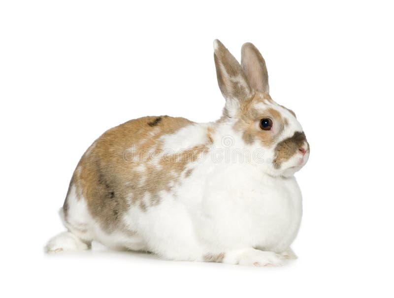 104 Brown Rabbit Lying Down Photos - Free & Royalty-Free Stock Photos ...