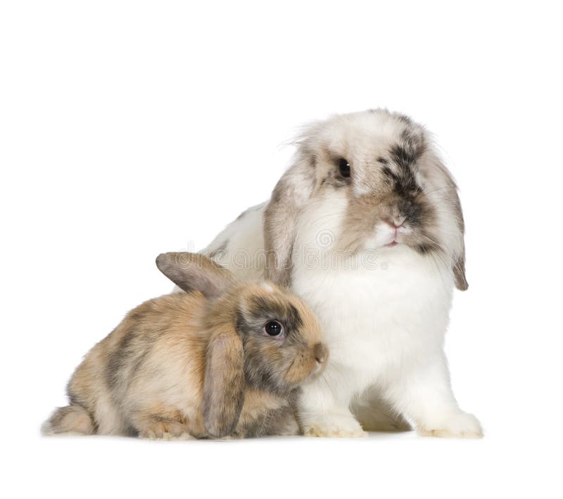 Two Young Baby Rabbits Isolated on Stock Image - Image of isolated ...