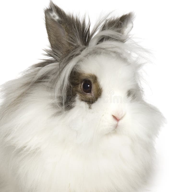 Rabbit stock photo. Image of rodent, rabbit, ears, calm - 1595794